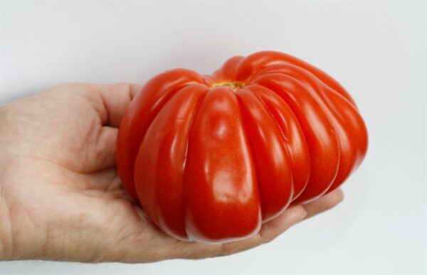 Tomate Rugantino RZ F1 - 100 seminte, Rijk-Zwaan - SolarLegume.ro ...