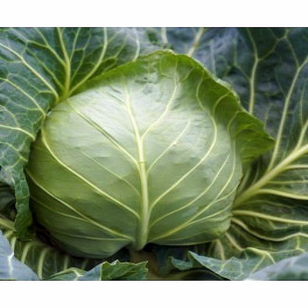 Varza alba Green Flash F1 1000 seminte, Seminis - SolarLegume.ro ...